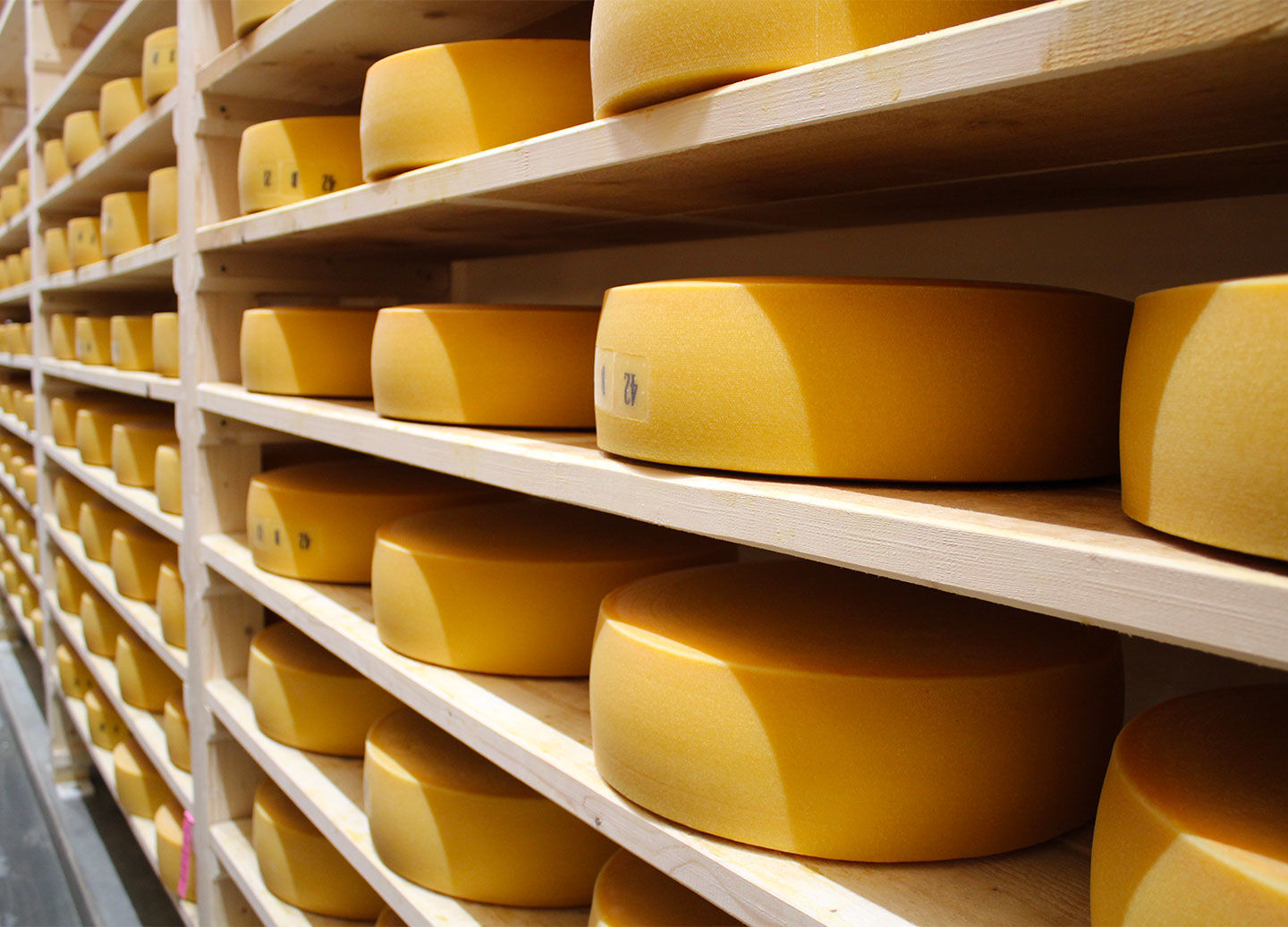 La Meule du Plateau - Découvrez un fromage d’exception et un projet local